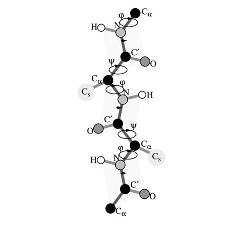 Simple Polypeptide Structure