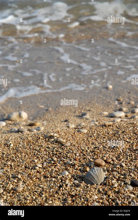 Seashell Fossil Hi Res Stock Photography And Images Alamy