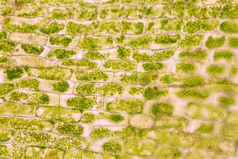 Estructura Celular Hydrilla Vista De La Superficie De Hoja Que Muestra