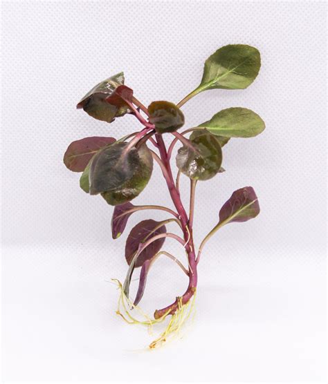 Cardinal Plant Ageofaquariums