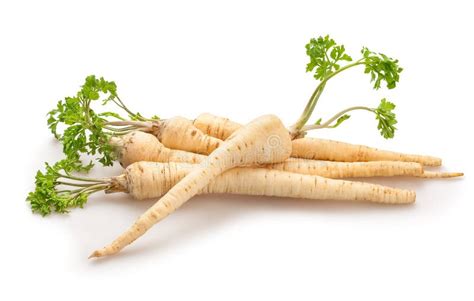 Parsley Root Stock Image Image Of Shiny Side Nutrition