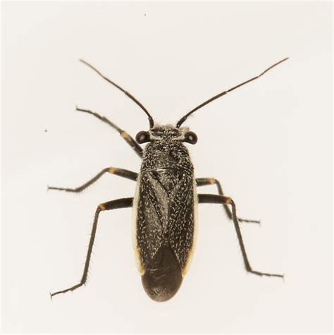Black Grass Bug Labops BugGuide Net Black Grass Bug Labops BugGuide Net