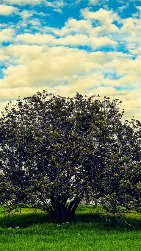 Wallpaper Summer Trees Grass Sky Clouds 5120x2880 Uhd 5k Picture Image