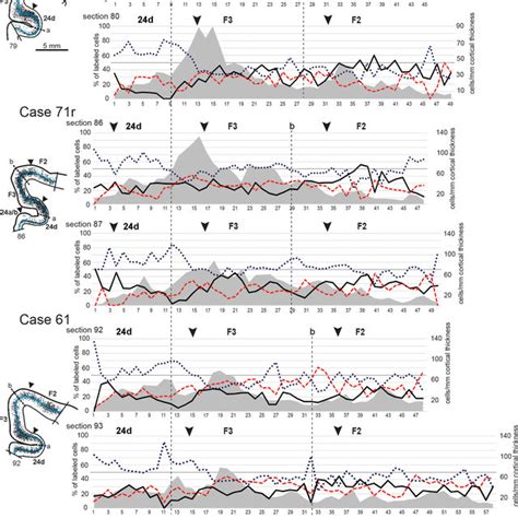 Percent Laminar Distribution And Density Of The Retrograde Labeling In Download Scientific