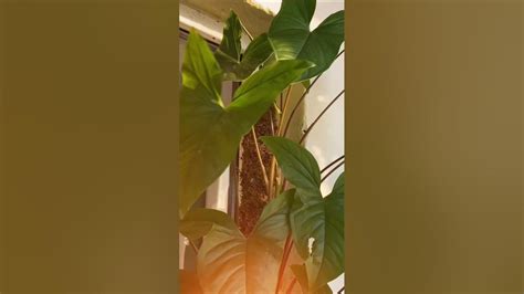 Кто сказал растения не сексуальные Это смотря какую песню поставить 😅🌿 комнатныерастения