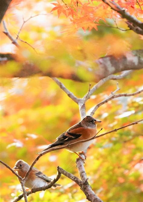 紅葉と冬鳥 アトリが飛来 モミジの種をモグモグ 丹波新聞