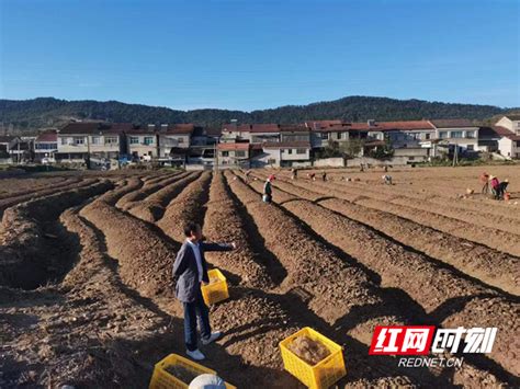 党建 合作社 农户种植中药材搭起致富桥 极目新闻