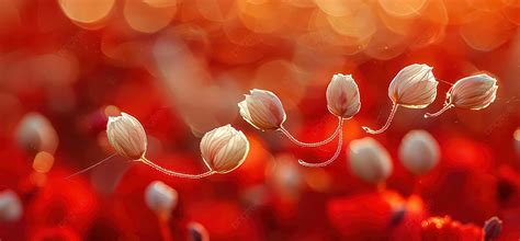 자연의 아름다움을 보여주는 흐린 붉은 배경에 섬세한 꽃봉오리를 클로즈업 꽃들 새싹 자연 배경 일러스트 및 사진 무료 다운로드 Pngtree