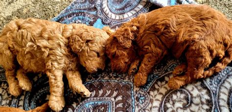 Mini Goldendoodle Colors Explained Walters Puppy Place