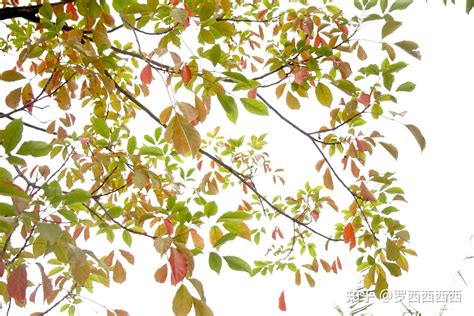 会流血的树——秋枫和重阳木之异同 知乎
