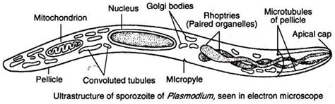 Plasmodium Characteristic Features And Classification Online Science Notes