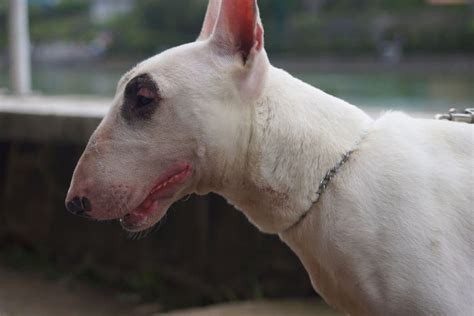 What Is The Bite Force Of A Bull Terrier