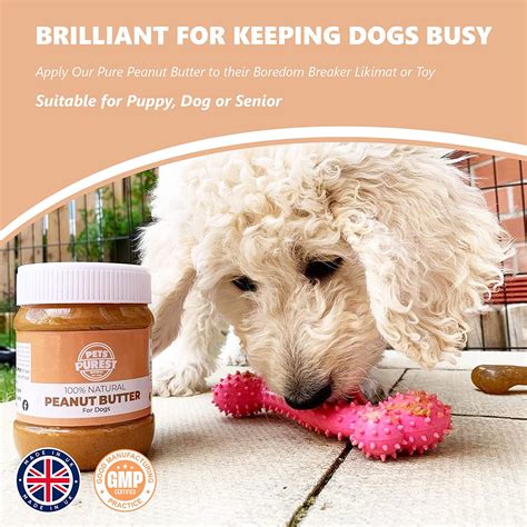 Can You Give Dogs Peanut Butter