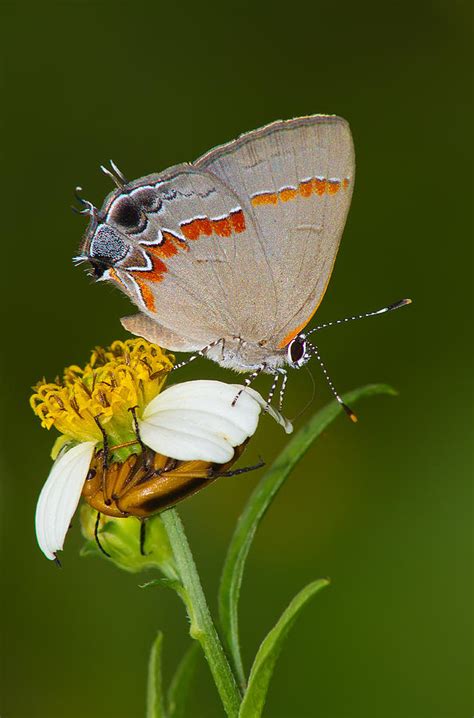 Red Banded Hairstreak Photograph By Scott Helfrich Fine Art America
