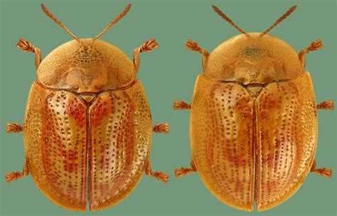 Cassida Azureahabitus