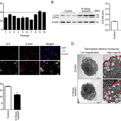 Link Between Co Inhibition Of Fak And The Brd4 C Myc Axis And Cell