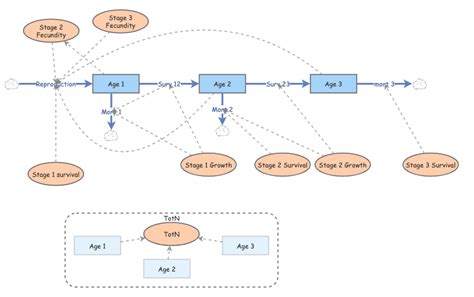Clone Of Age Structured Model Tolotti Insight Maker