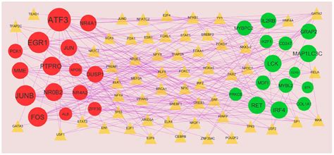 Target Genetf Regulatory Network Between Target Genes And Download Scientific Diagram