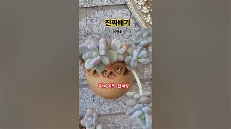 다육이 천국이 진짜예요 사랑 다육이 당신에게 이명화 진짜배기건강 트로트 유머 양수리 Youtube