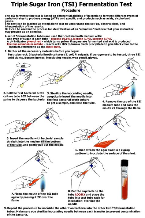 Human Anatomy And Physiology 1