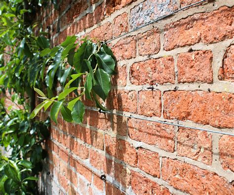Pruning Espalier Apple Trees How And When To Do It Homes And Gardens