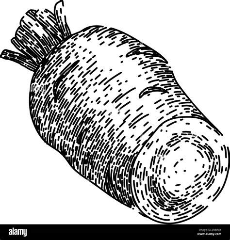 Parsnip Root Fresh Sketch Hand Drawn Vector Stock Vector Image And Art Alamy