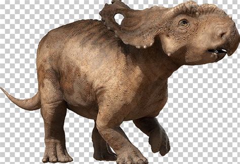 Patchi Scowler Pachyrhinosaurus Triceratops Allosaurus Png Clipart Alexornis Allosaurus