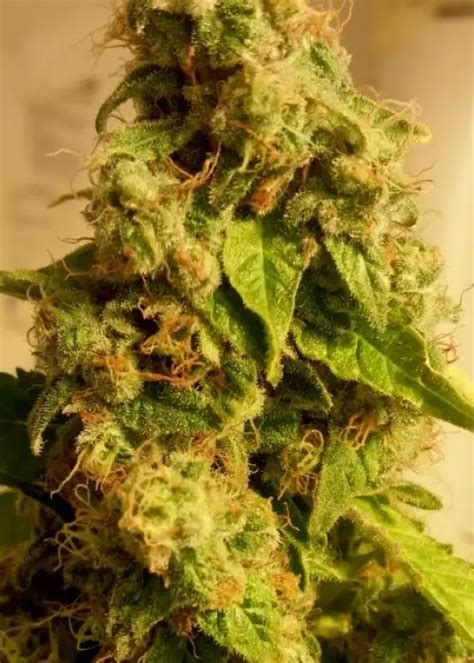 Moby Dick Cannabis Strain Information Growdiaries