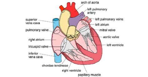 Chemical Regulation Of Cvs New