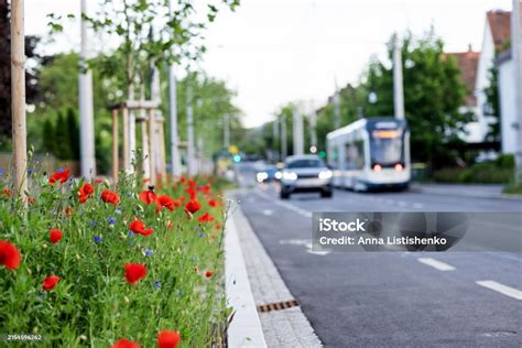 빨간 양귀비와 길을 따라 심어진 새로운 나무들 자전거 도로가 있는 도시 거리 도로의 자동차와 트램 0명에 대한 스톡 사진 및 기타 이미지 Istock