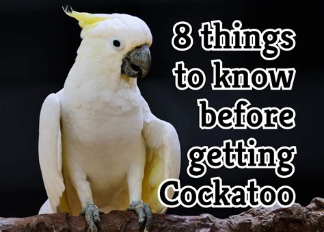 Consider These 7 Factors Before Getting A Cockatoo