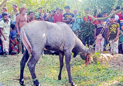 চাঁপাইনবাবগঞ্জ সীমান্তে নীলগাই আটক
