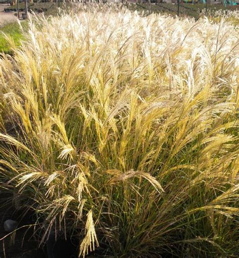 Miscanthus Transmorrisonensis Boething Treeland Farms