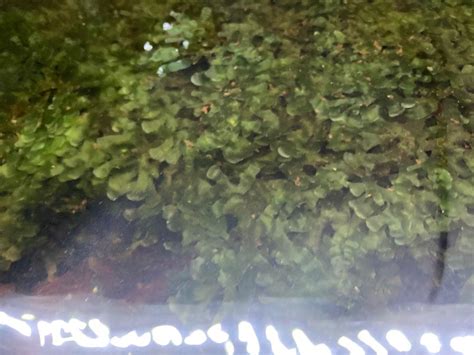 Subwassertang Moss Pet Supplies Homes And Other Pet Accessories On