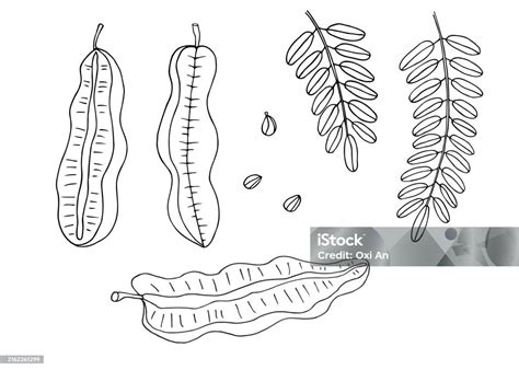 Prekese Tetrapleura 열대 과일 손으로 그린 벡터 일러스트 레이 션 고립 된 배경 식물 선형 드로잉 아프리카 콩과 식물 나무 와 태아 가지 나뭇잎 약용 식물