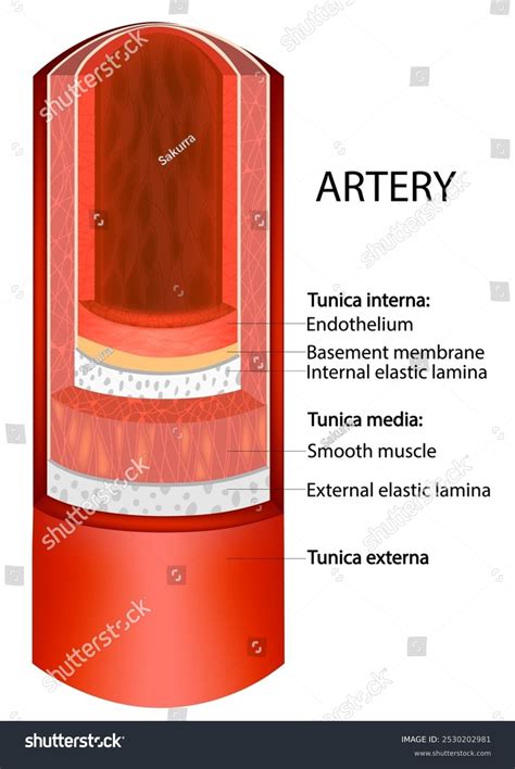 103 Thousand Dielectric Elastomer Actuator Structure Diagram Dea