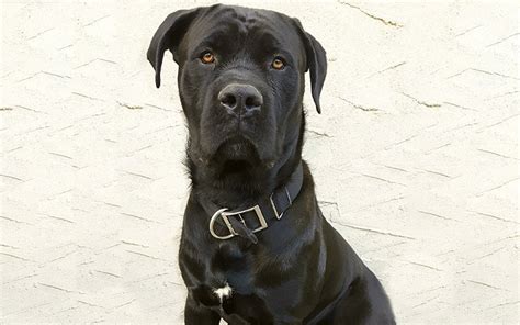 Cane Corso Black Lab Mix