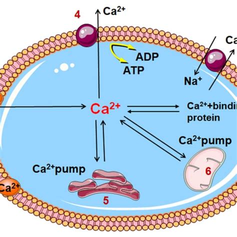 The Role Of Xanthine Oxidase In The Presence Of Increased