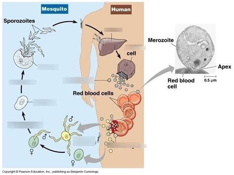 Malaria Life Cycle Diagram Quizlet Malaria Life Cycle Diagram Quizlet