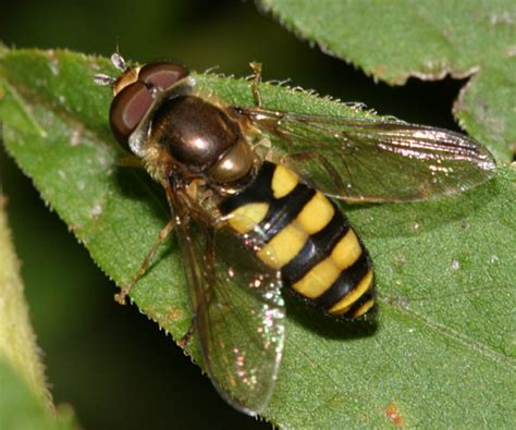 Syrphid Fly Eupeodes Bugguidenet