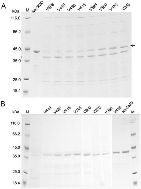 Improved Catalytic Efficiency Thermophilicity Anti Salt And Detergent