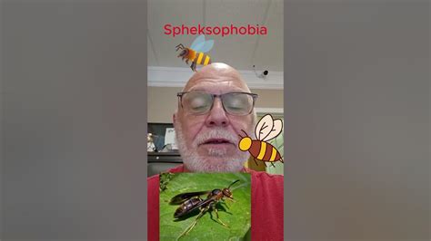 Spheksophobia Wasps Spheksophobia Phobias Phobia Fear Kentucky