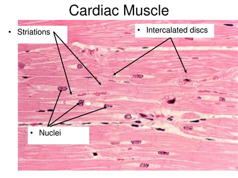 Cardiac Muscle Intercalated Disc