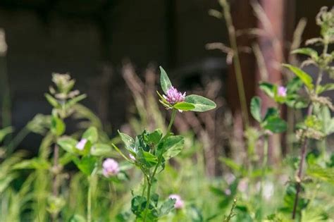 Что сажать в тени чтобы собрать урожай лучше чем на солнце новости выращивание тень что