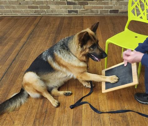 Dog Grooming Consent Behaviour Nail File And Trim Workshop