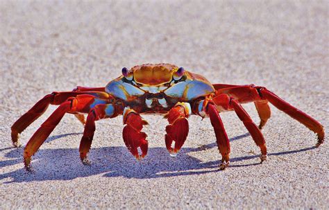 Download Crab In Beach Wallpaper Wallpapers Com