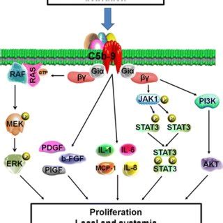 Mechanism For The Involvement Of Complement Activation In The Download Scientific Diagram