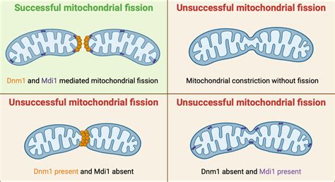Mitochondrial Intermembrane Space