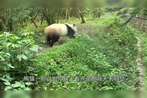 鸟儿偷啄熊猫毛，当场被抓，大熊猫开始上演“辣手摧鸟”熊猫毛大熊猫鸟儿