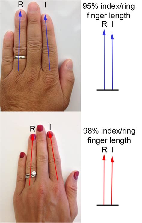 Index Finger Longer Than Ring Finger